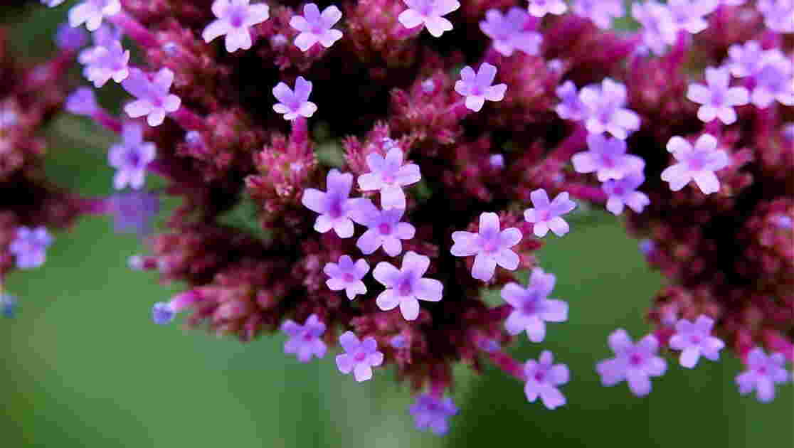 Tapisserie "aux mille fleurs", La légende raconte qu'... - Geo.fr