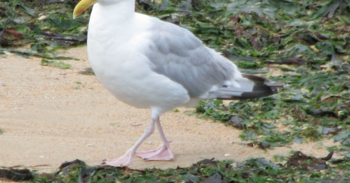 goélan argenté, - Geo.fr