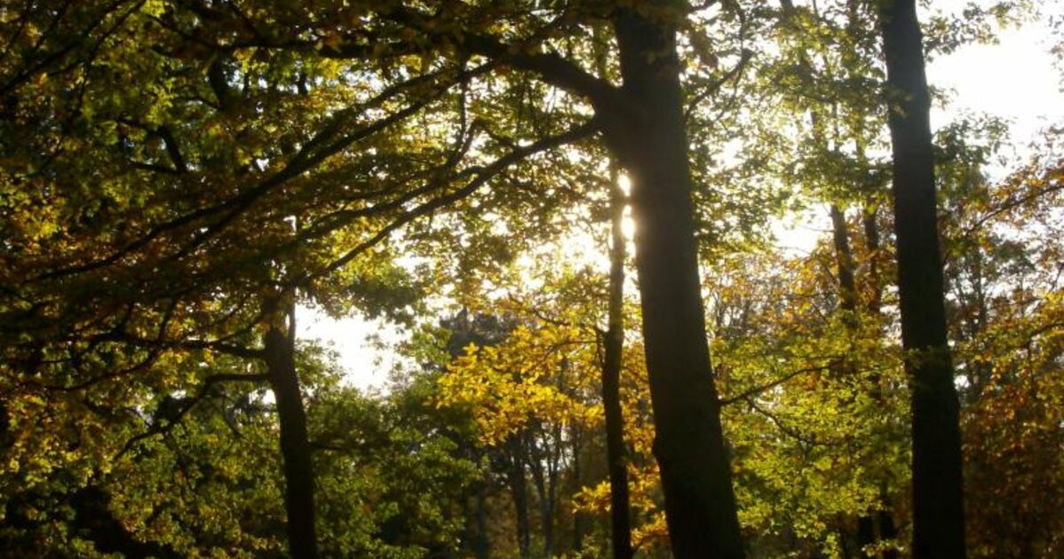 Forêt de Roumare.JPG, - Geo.fr