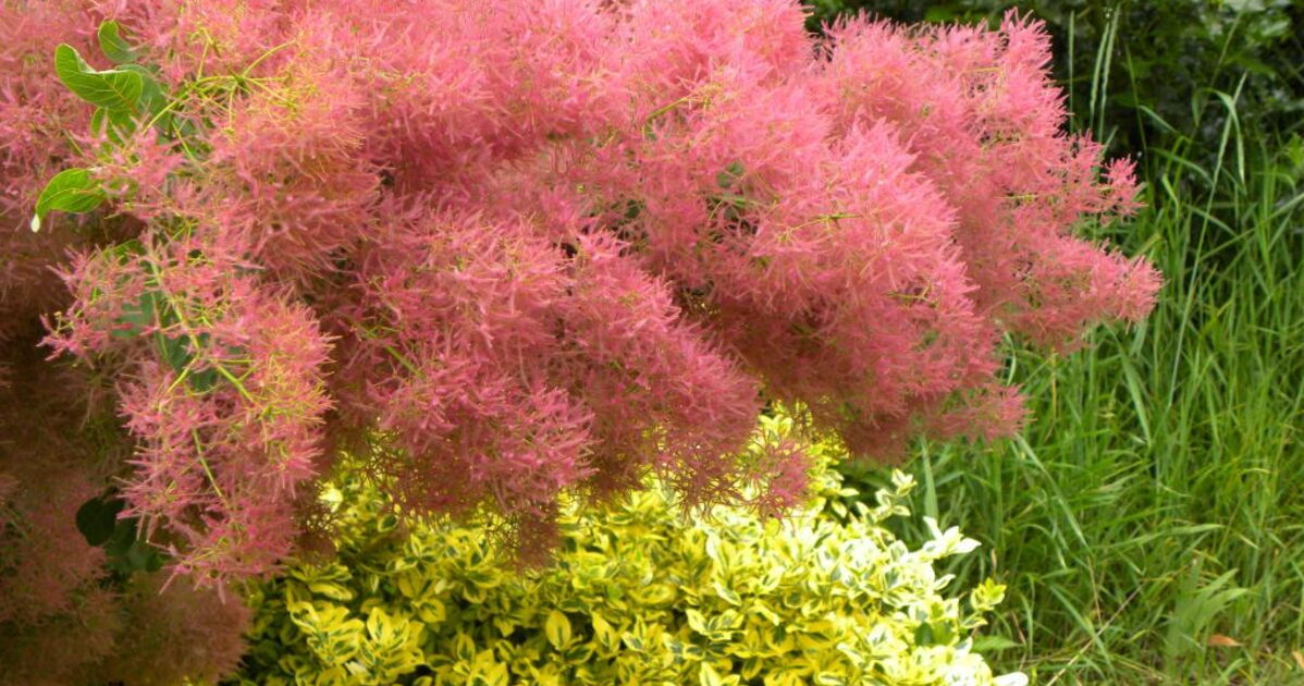 Plumeaux roses_Juin_09_464.jpg, - Geo.fr