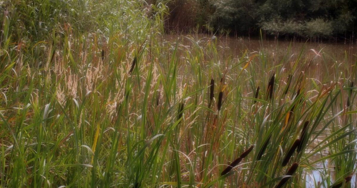 Les joncs, - Geo.fr