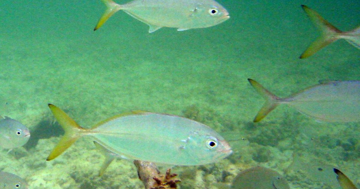 24_Grand_Bahama_carangue_jaune.JPG, - Geo.fr