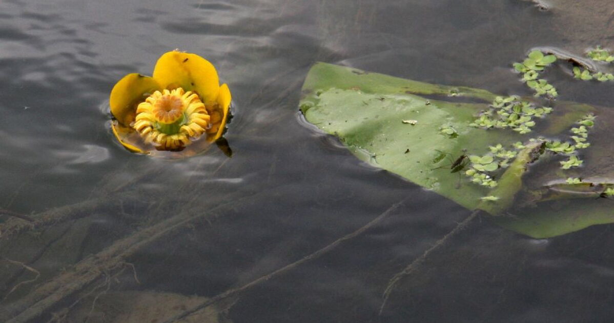 Fleur de nénuphar jaune, - Geo.fr
