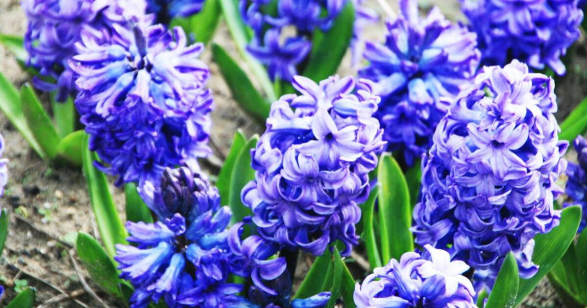 Les Jacinthes, - Geo.fr