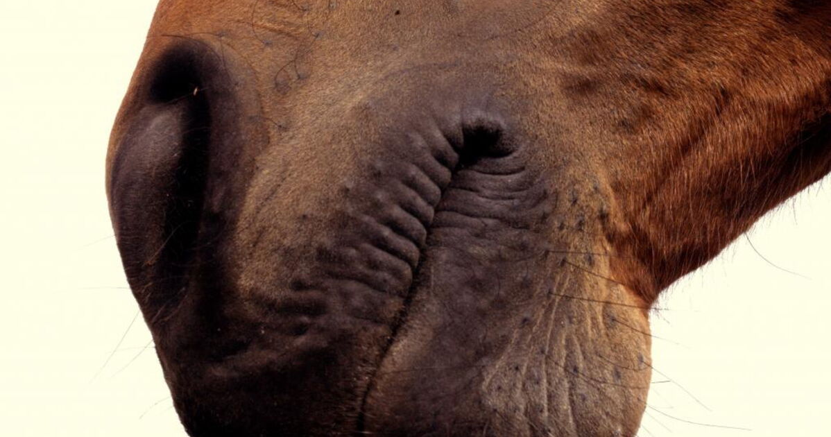 Voilà !! la bouche d'un Cheval ...jp, Vous ave1 - Geo.fr