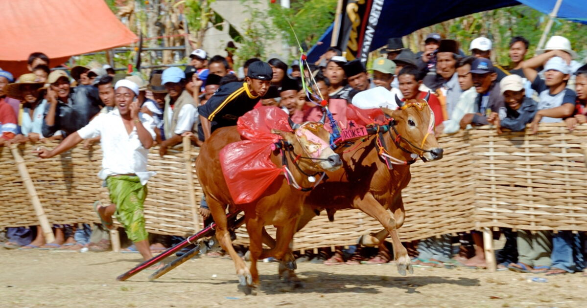 KARAPAN SAPI EN INDONÉSIE, - Geo.fr