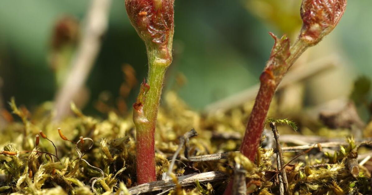 Pousse.JPG, - Geo.fr