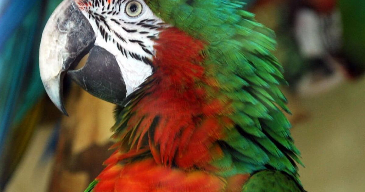 Nicolas le Ara, - Geo.fr