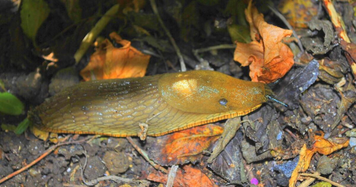 Limace jaune., - Geo.fr