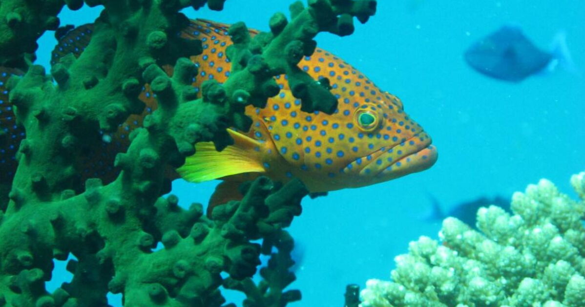 Mérou rouge, - Geo.fr