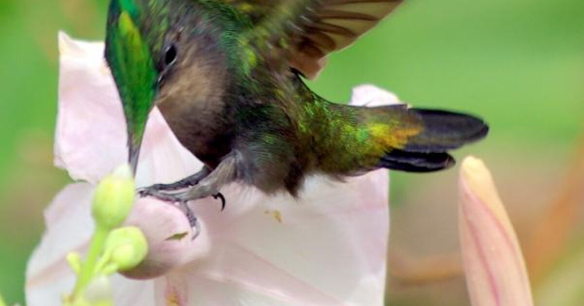 COLIBRI, - Geo.fr