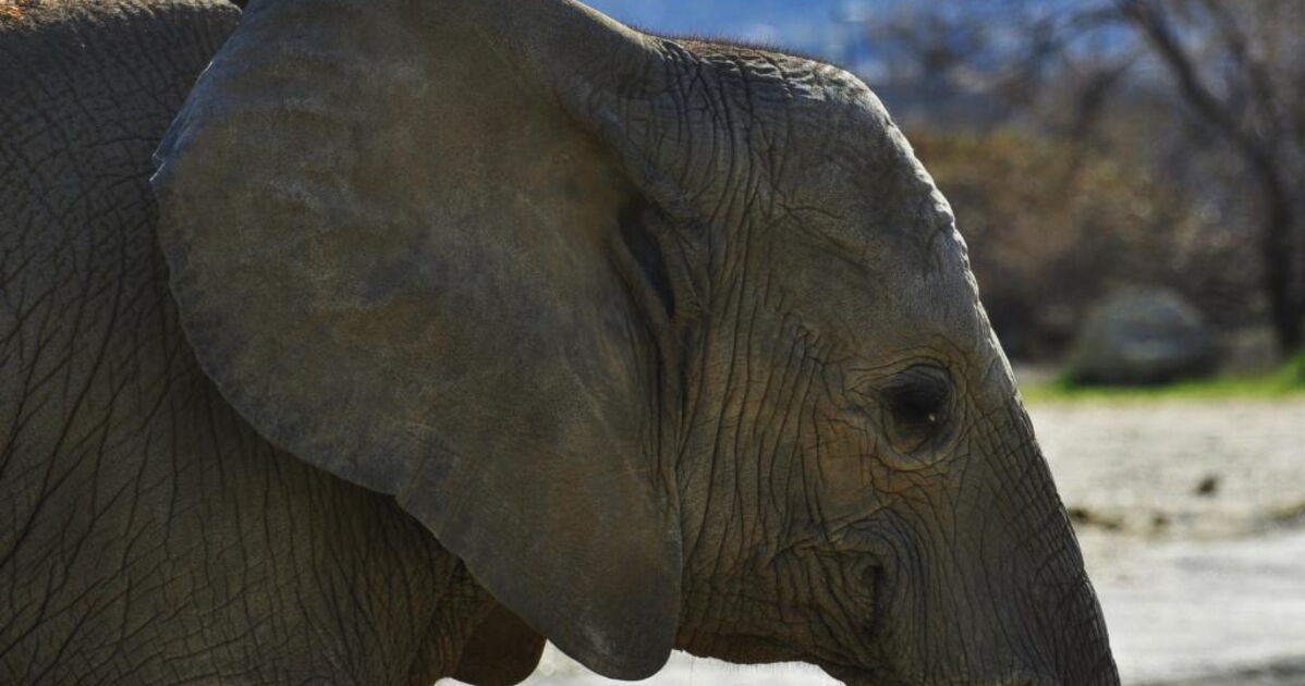 _DSC0892.JPG - le Pachyderme ..., - Geo.fr