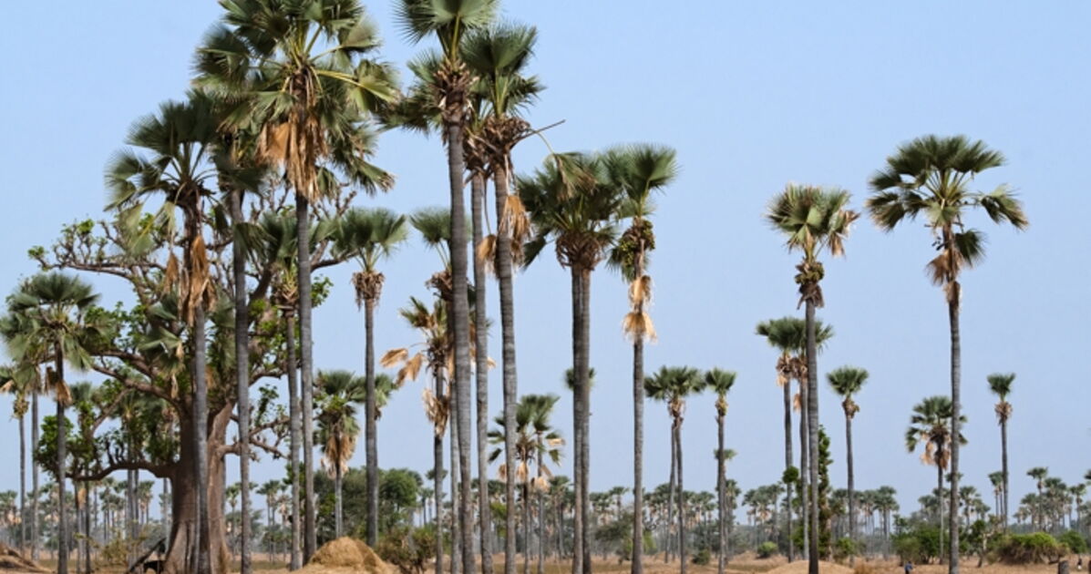 Plantation de rôniers, - Geo.fr