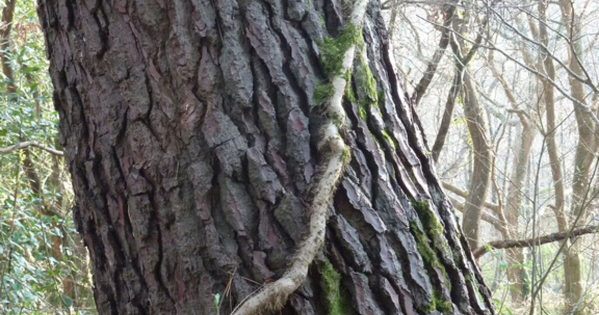 La liane de Tarzan, - Geo.fr