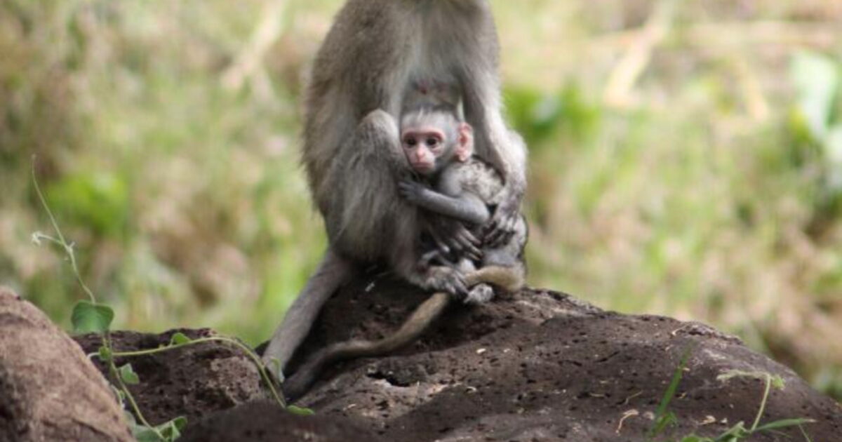 Vervet_ou_singe_vert_3.JPG, - Geo.fr