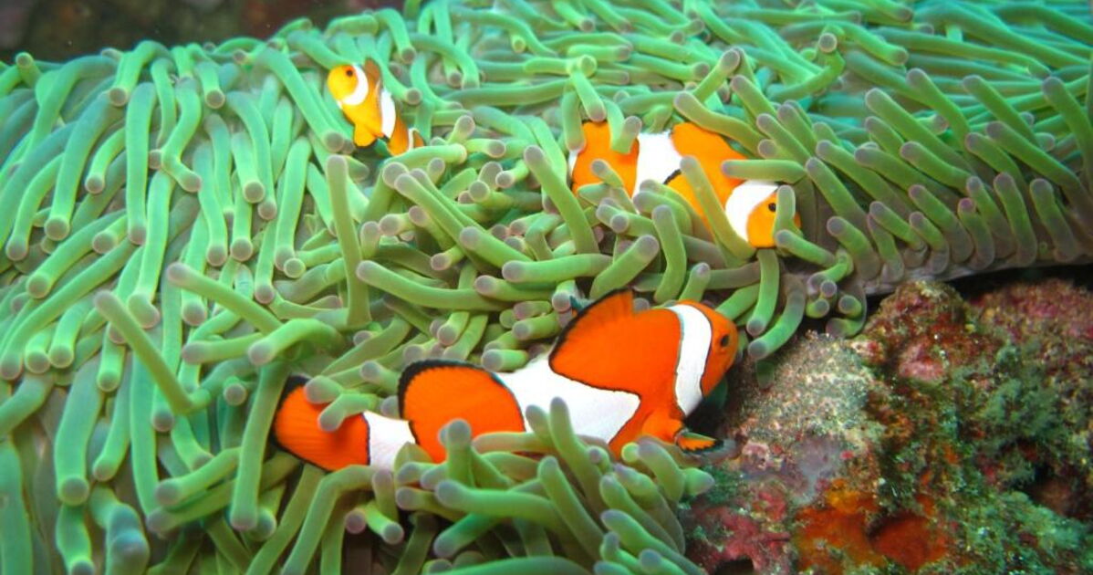 Poissons clowns à 3 bandes, - Geo.fr