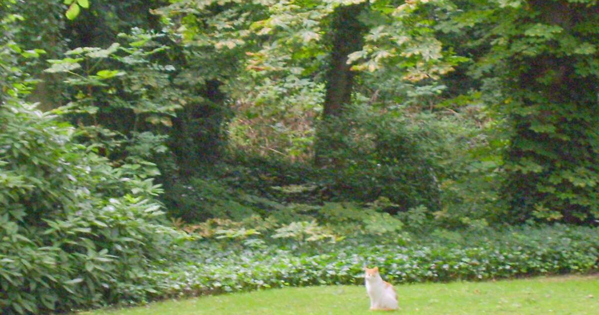 Bruxelles_petit_parc__4_.JPG, - Geo.fr