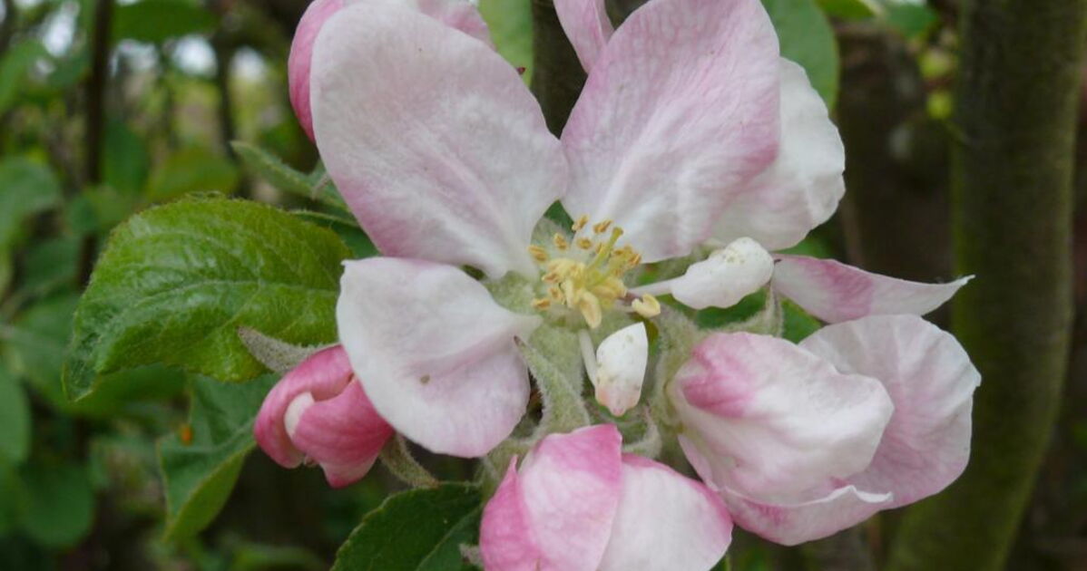 pommier sauvage, - Geo.fr