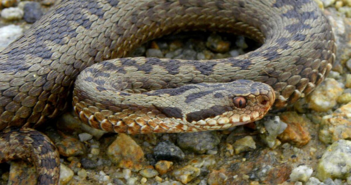 Vipère péliade Février10_390.jpg, Sur les 4 espè1 - Geo.fr