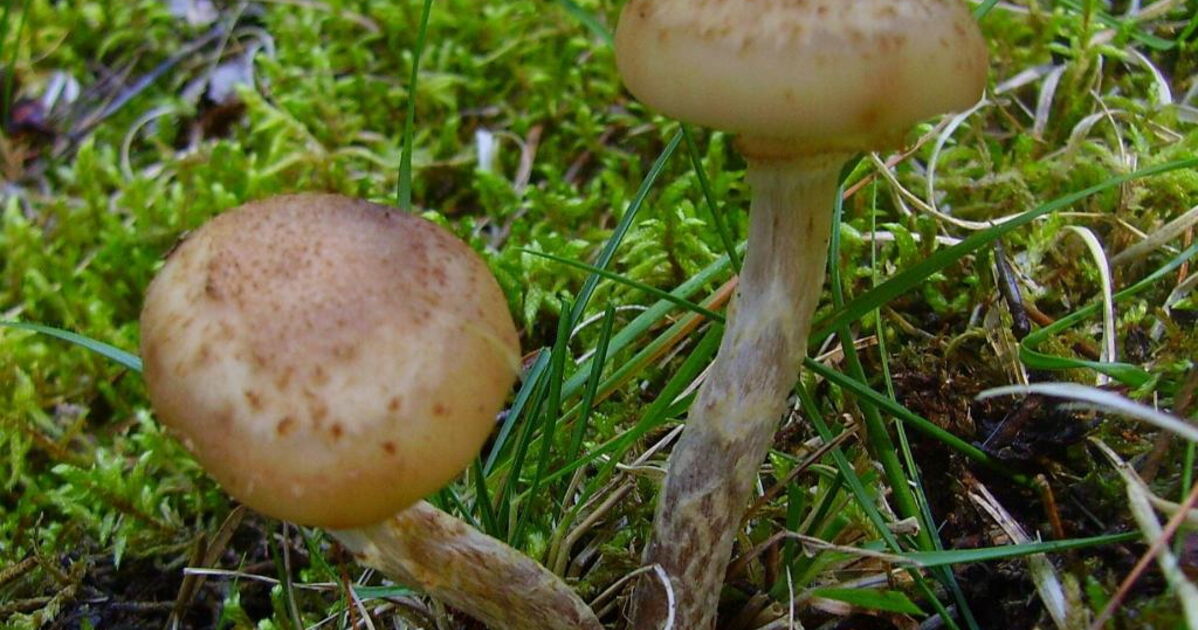 Armillaria ostoyae, Armillaire commun, Armillaria1 - Geo.fr