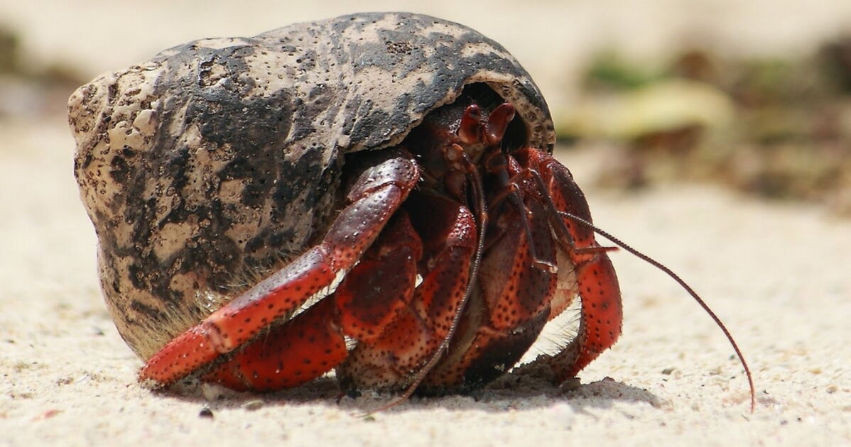 aIMG_2984.JPG- Bernard L'hermite , - Geo.fr