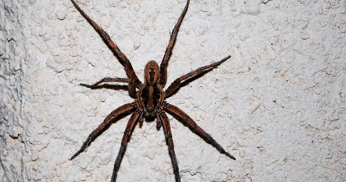 lycose de Narbonne, - Geo.fr