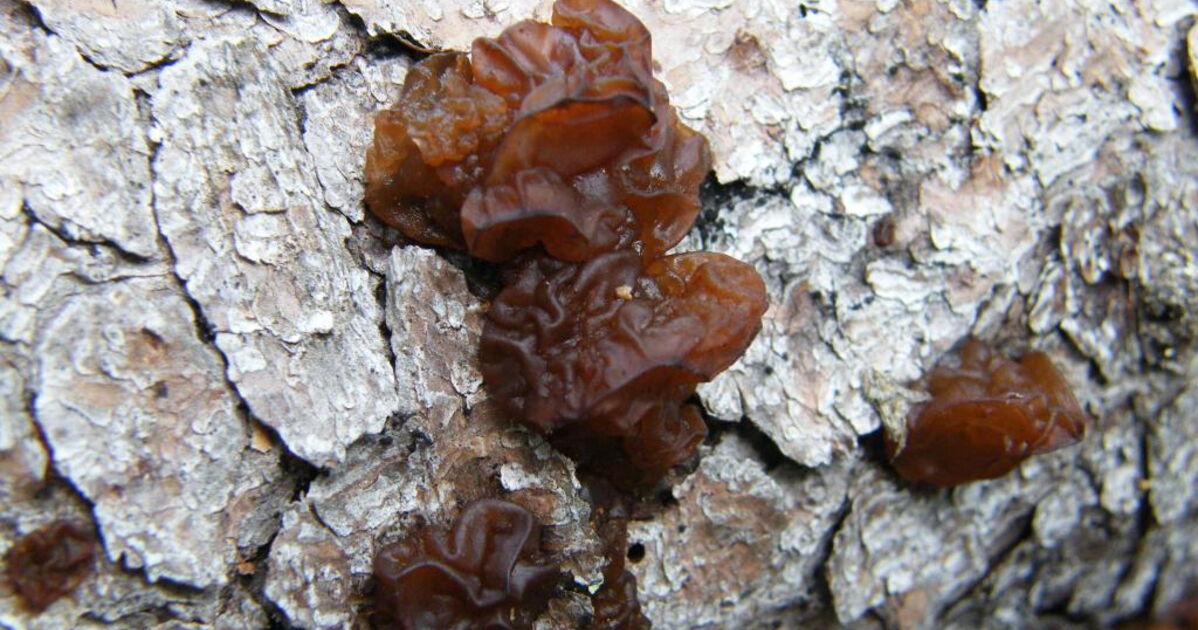 Exidia recisa, Exidie obconique, - Geo.fr