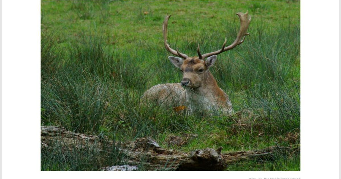 Marc_de_Meilhan_Cerf__laphe.jpg, Cerf élaphe ou C1 - Geo.fr