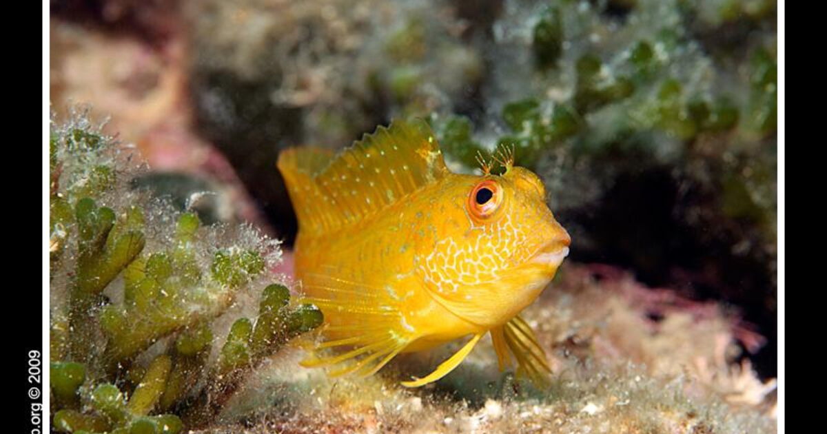 Golden goby.jpg, - Geo.fr
