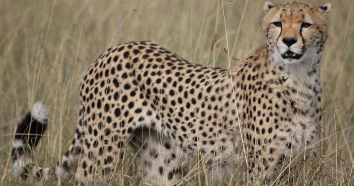 Guépard, Réserve du Masaï Mara - Geo.fr