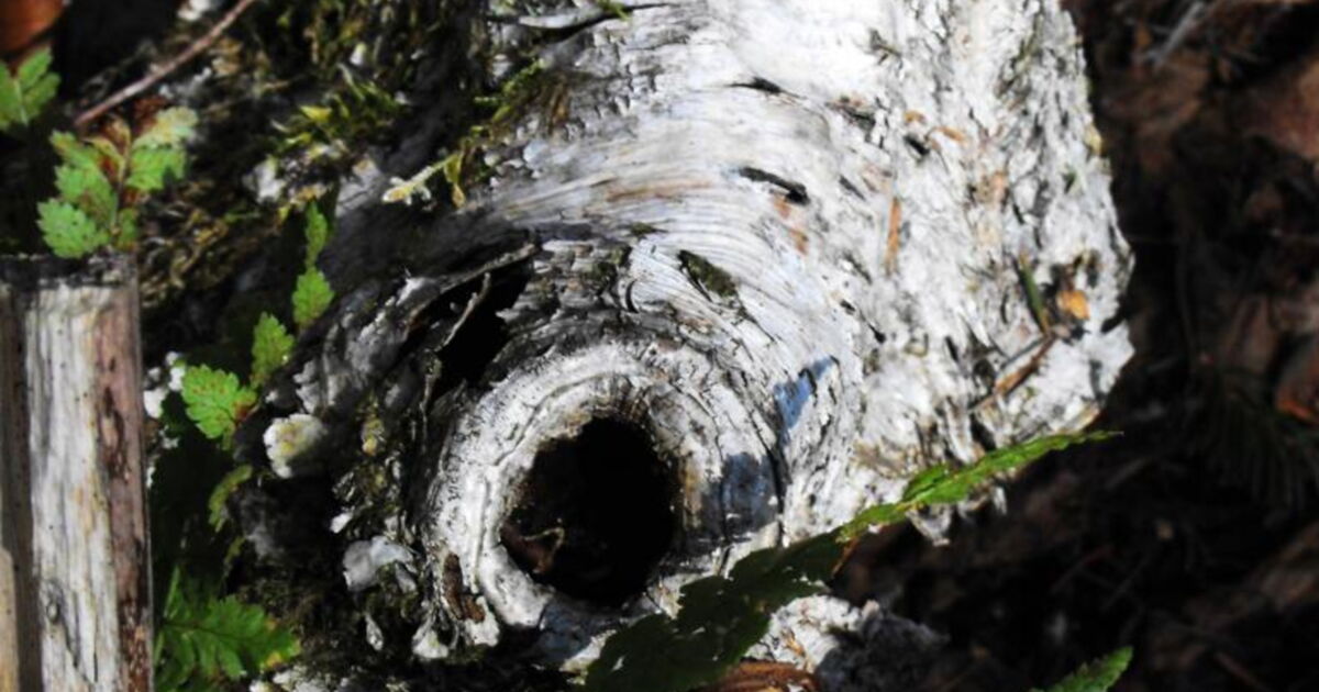 Morceau_d__corce.JPG, - Geo.fr