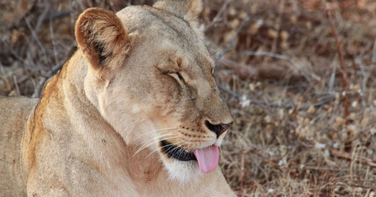 Lionne.JPG, - Geo.fr