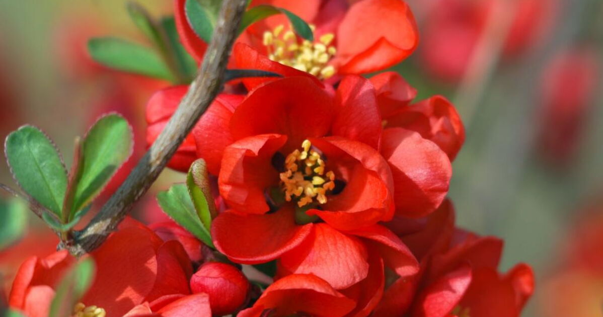 Cognassier du Japon, Le cognassier du Japon donne1 - Geo.fr