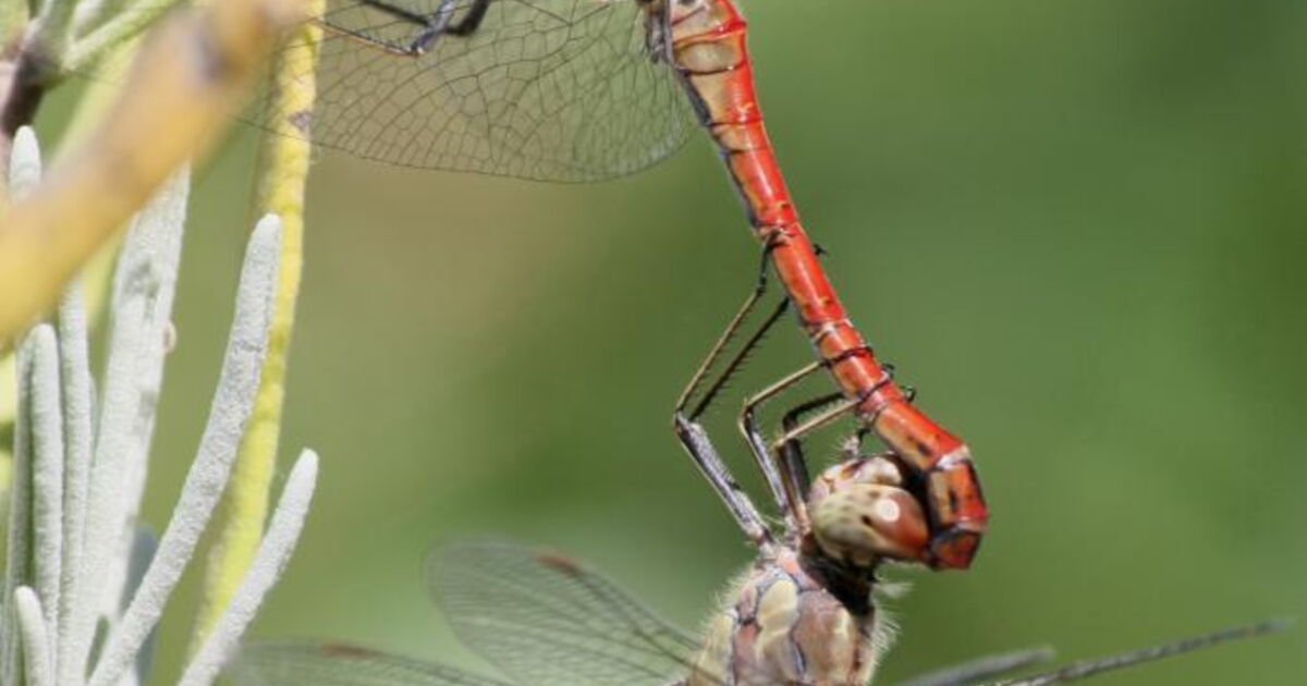 Odonates : accouplement, - Geo.fr