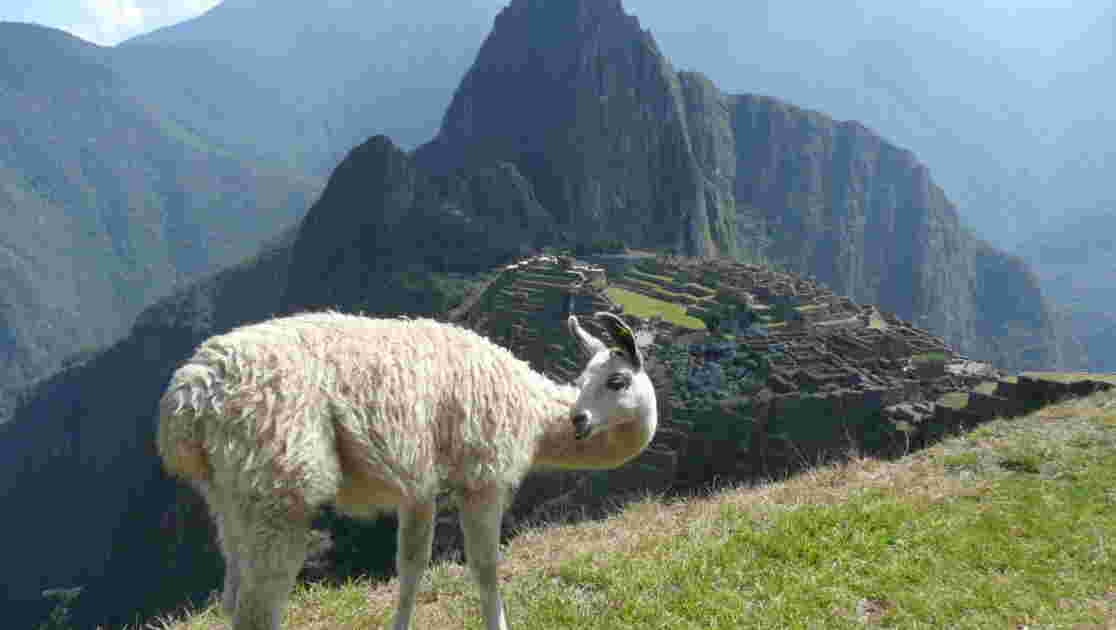 Pérou - Machu Picchu - Lama, - Geo.fr