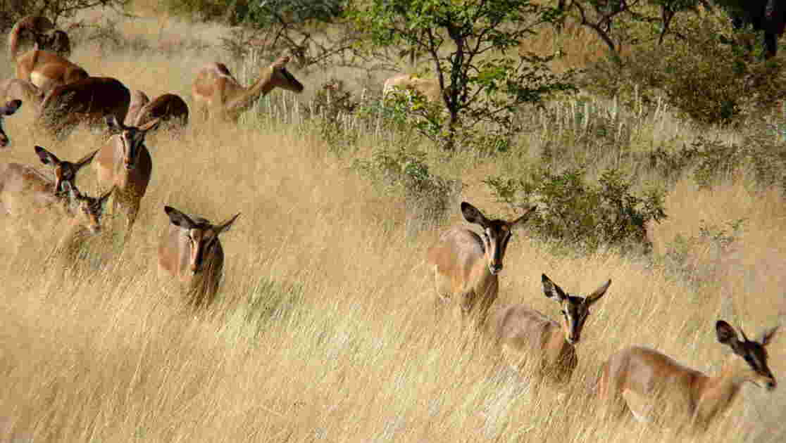 Savane, ouest du Cameroun - Geo.fr