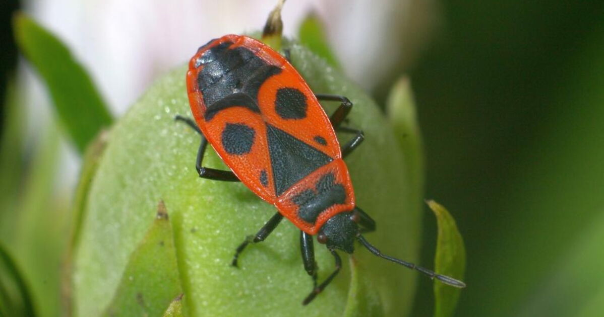 coleoptere_4.jpg, - Geo.fr