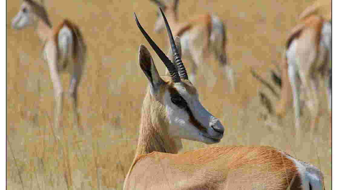 Springbocks, - Geo.fr