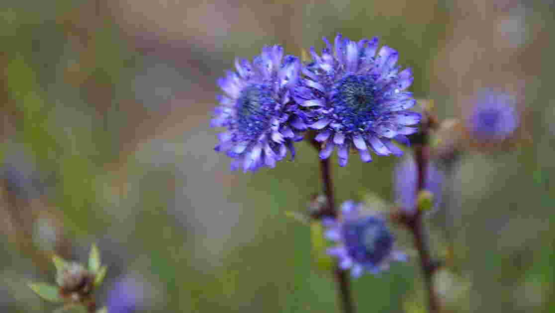 fleurs de garrigue, - Geo.fr