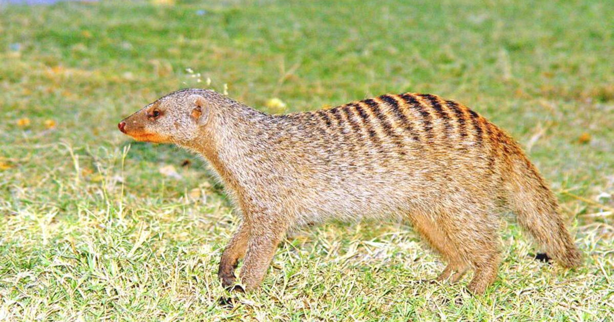 mangouste 3, - Geo.fr