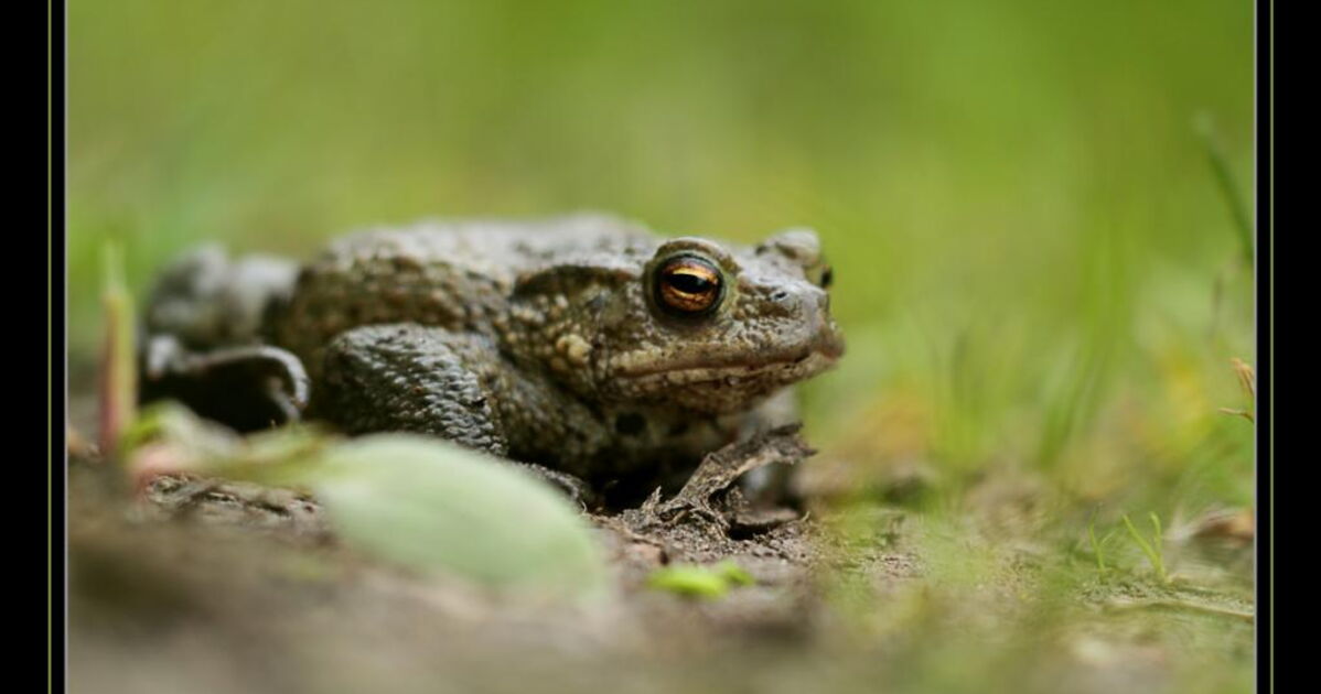 Crapaud commun.jpg, - Geo.fr