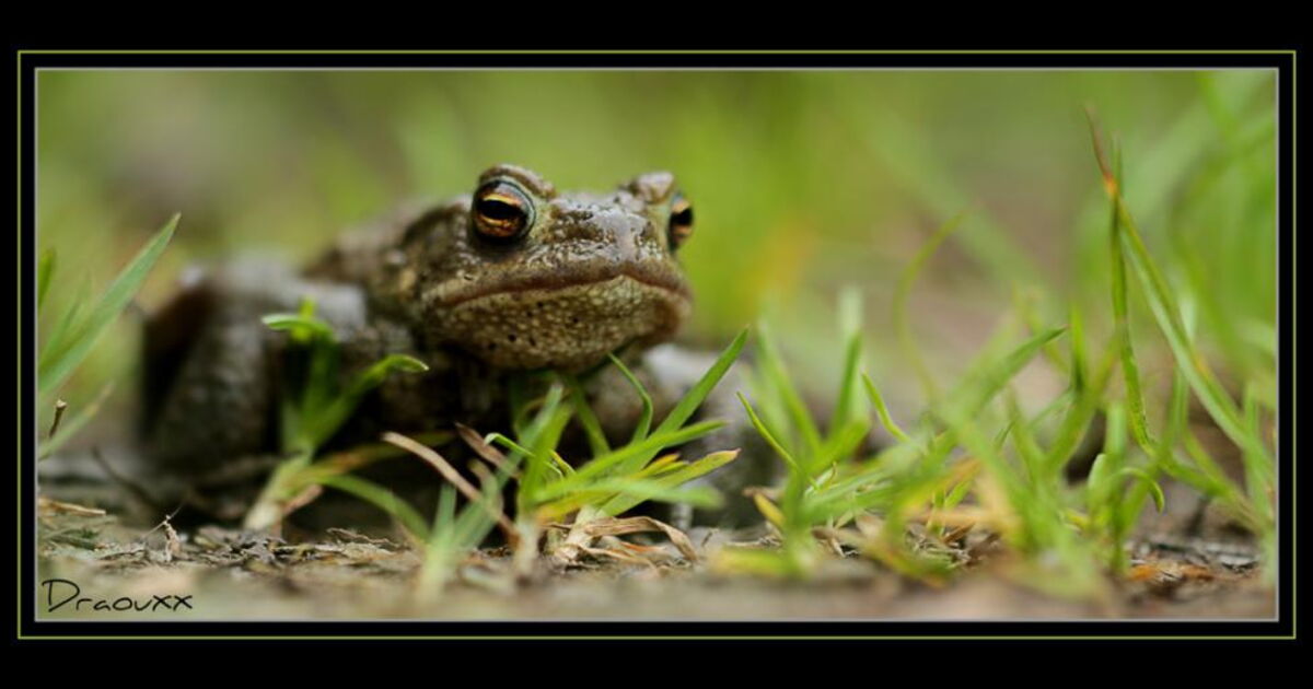 Crapaud commun.jpg, - Geo.fr