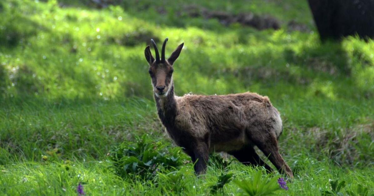 Isard - 2012 05 14 (54), - Geo.fr