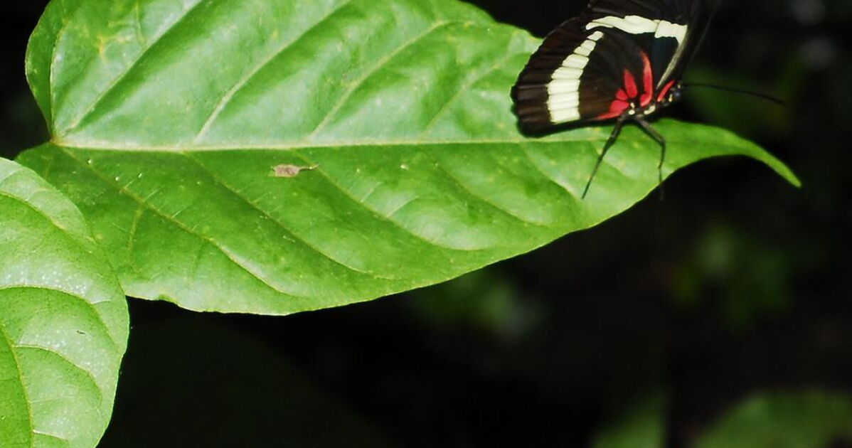CHILASA_CLYTIA_PALEPHATUS_PHILIPINES.jp, - Geo.fr