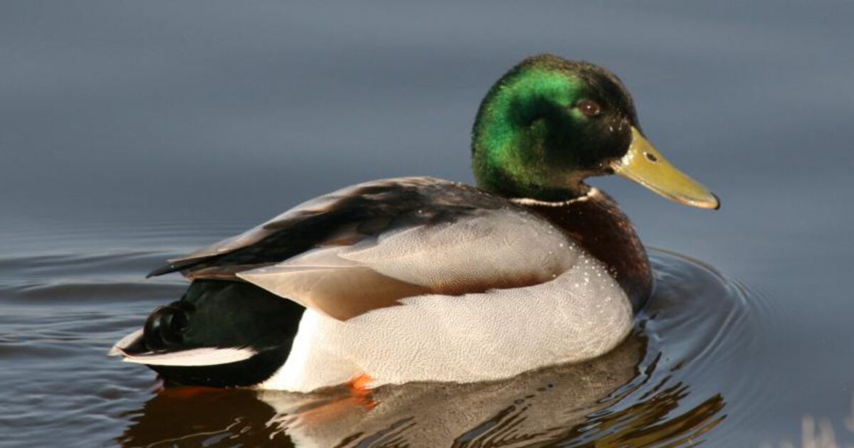 Couleurs colvert, - Geo.fr