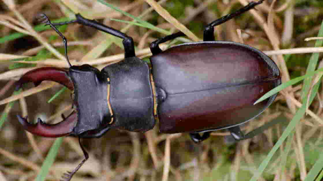 Lucane femelle , - Geo.fr