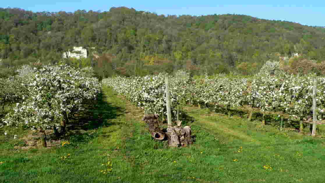 Au travail - Vergers - Vaucluse, - Geo.fr