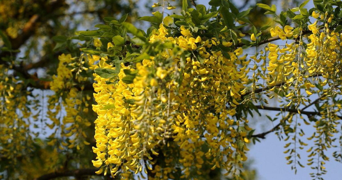 Cytise fleuri, - Geo.fr