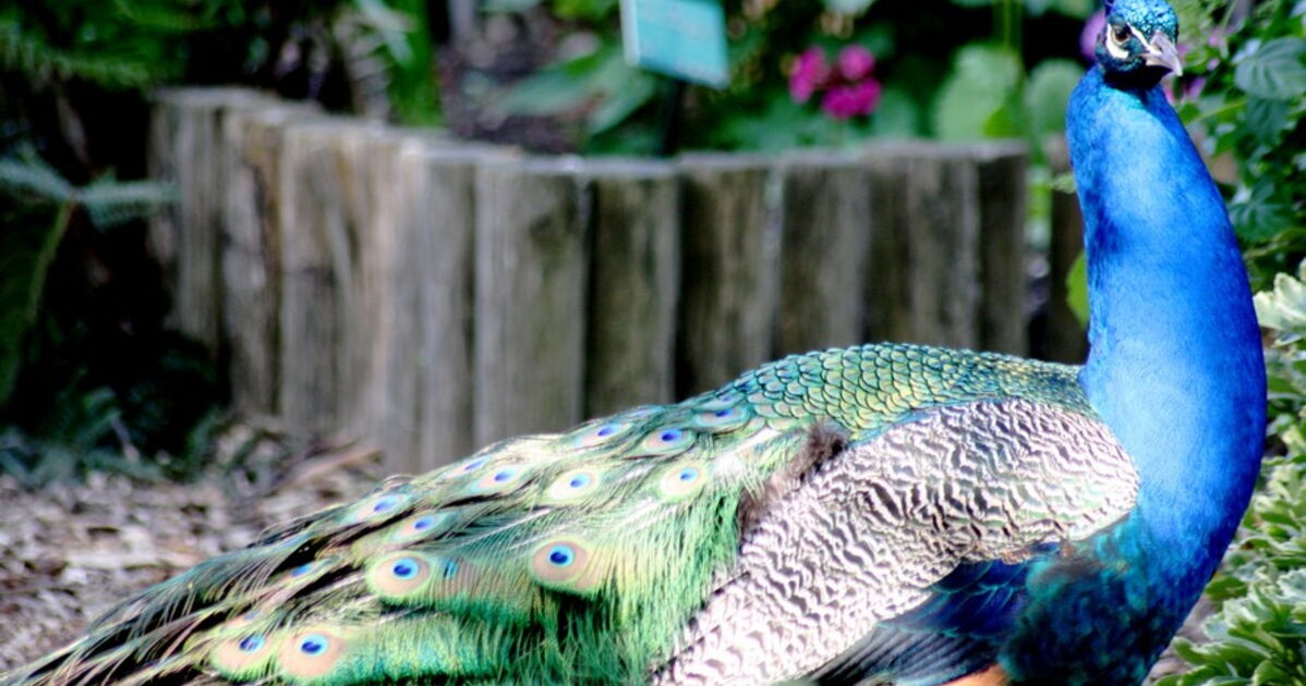 PAON.05.JPG, - Geo.fr