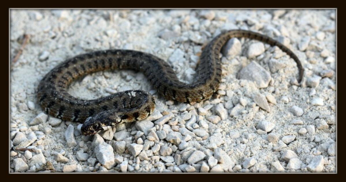 Couleuvre de Camargue, - Geo.fr